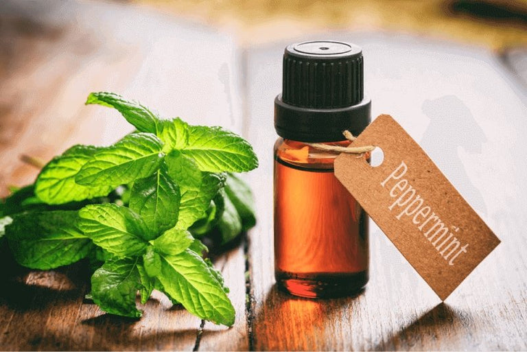 Peppermint Oil: Uses, Benefits, and Side Effects-Oleia Oil
